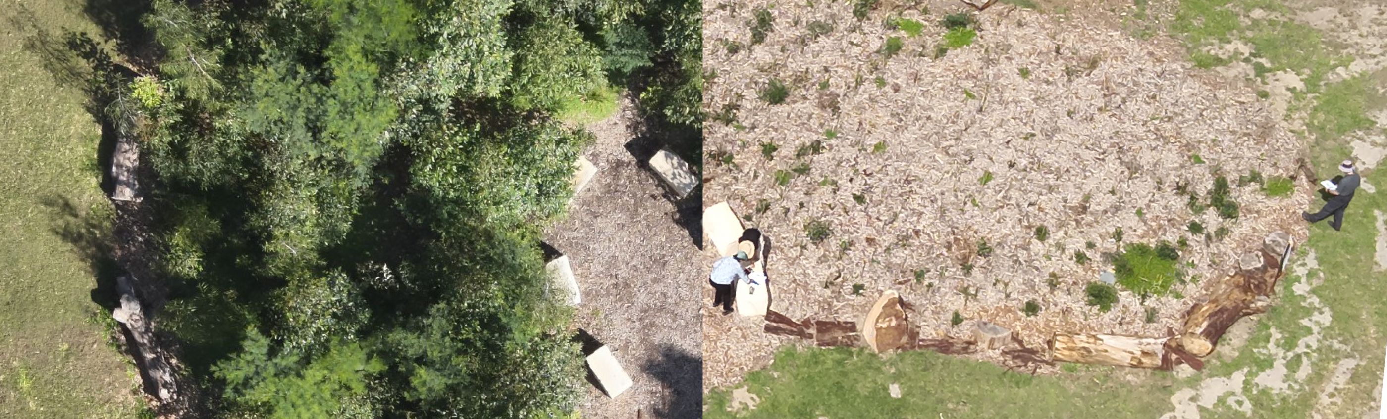 Tiny Forests | Earthwatch Australia